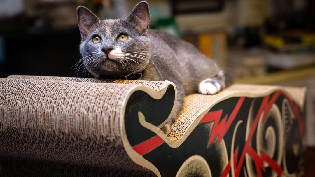 Monmon Cats